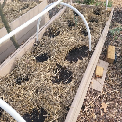 3 Raspberry Plants royalty Purplelarge, High-quality Fruit 3 Large 1 ...