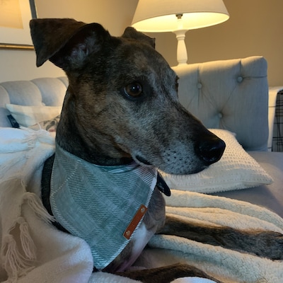 Pomsky or Select Different Breed Outline 1 1/4 - Etsy