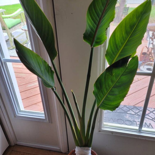 Variegated Tri Color Ginger Tropical Plan,t Red, Green, White, Garden ...