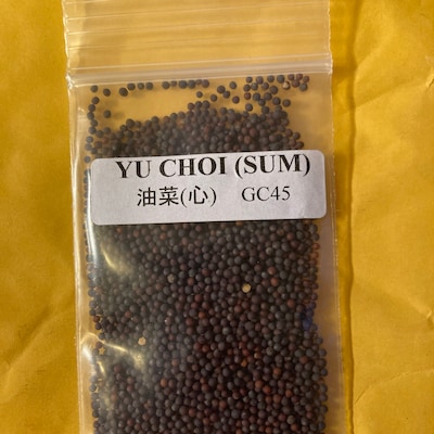 40 Sambar Cucumber Seeds Ancient Indian Heirloom Variety - Etsy