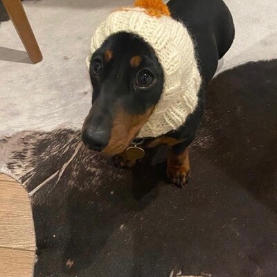 Personalized Dog Hat With Initials, Dog Clothes With Letters Name, Dog ...