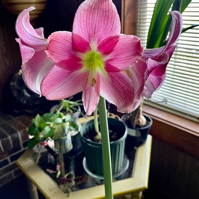 10-12 SEEDS Amaryllis Pink Surprise, New Harvest, Plus Growing ...
