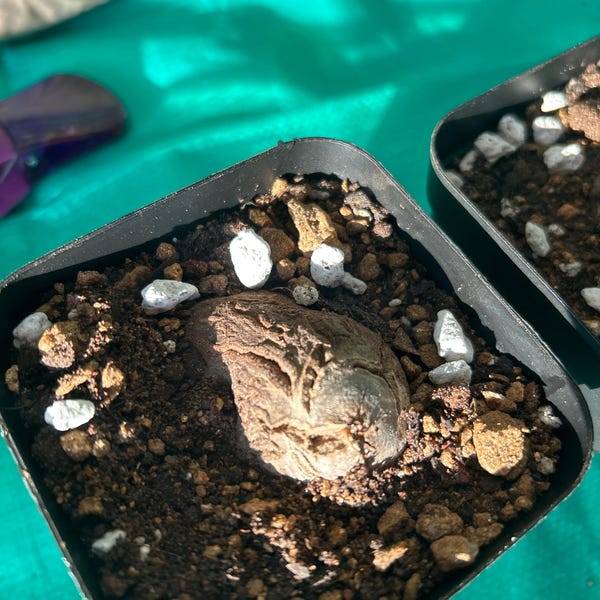 Bulbine Torta, Super Rare Succulent！ - Etsy