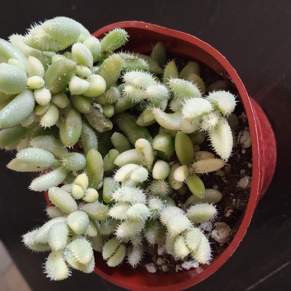 4” Pot Pickles Plant Variegated by the Succulent Kiss - Etsy
