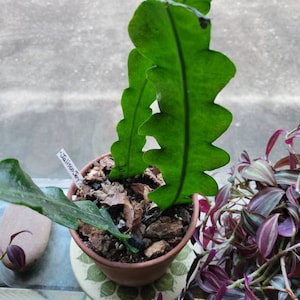 German Empress Epiphyllum 1 Cutting disocactus Phyllanthoides 6 8 ...