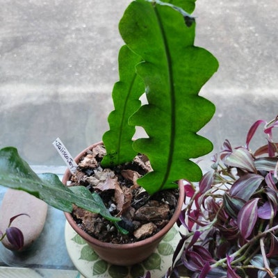 German Empress Epiphyllum 1 Cutting disocactus Phyllanthoides 6 8 ...