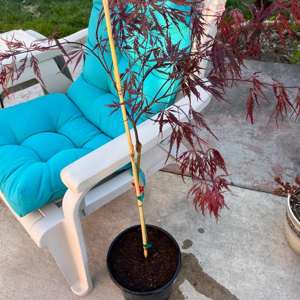 Red Dragon Weeping Japanese Maple - Live Plant - ( 2.5 QT ) - Etsy