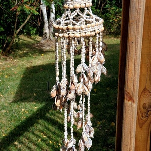 Fulgoraria Rupestris Volute Voluta Shell 4-1/2 - Etsy