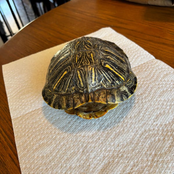 One Large Slider Turtle Shell - Etsy