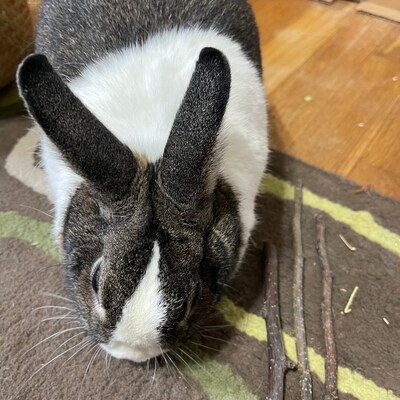 Bunny Snuffle Mat & Homemade Treats for Rabbit Foraging Mat - Etsy