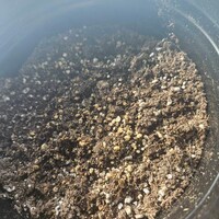 Pinus Roxburghii Chir Pine Pinus Longifolia 5 Seeds - Etsy Canada