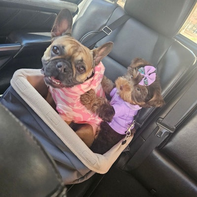 Baja Dog Poncho SIZE 3-mexican Dog Hoodie-mexican Poncho dog Sweater ...