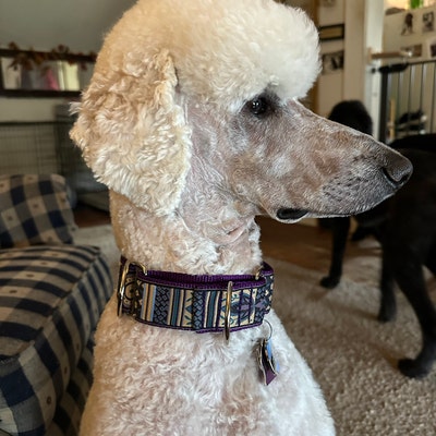 Biothane Tab or Bringsel Pick Your Color 1/2 Wide Heavy Weight, 8 Long ...