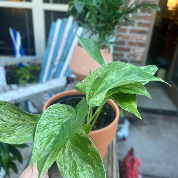 Rare Pothos Cuttings Mix Golden Pothos / Heart Leaf Philodendron ...