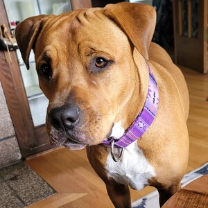 Rainbow Paw 2 Inch 1 Inch Dog Collar Big Dog Collar - Etsy