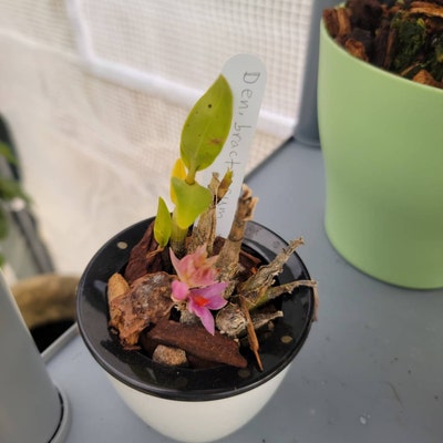 Bc. Yellow Bird B. Nodosa X Bc. Richard Mueller EASY GROWER BLOOMING ...