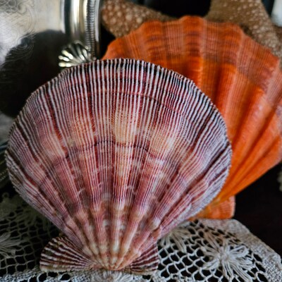 Large Specimen Grade 63.1mm CONUS Regius Royal, Crown Cone SEASHELL JB ...