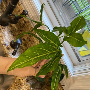 Mini Joshua Tree Succulent 4 Pot Thick and Full Sedum - Etsy