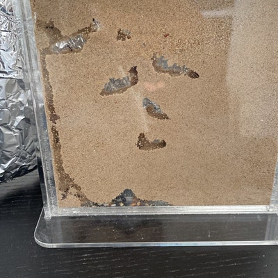 Sand Ant Farm T BIG anthill, Formicarium, Educational, Ants NO ANTS - Etsy