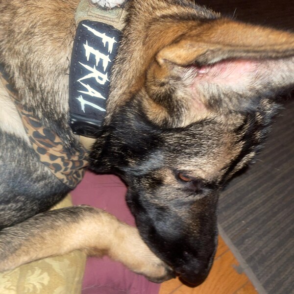 Feral Patch - Feral Punk Patch - Folk Punk Patch - Crust Punk Patches ...