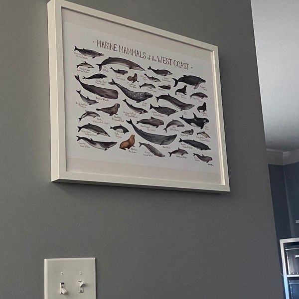 West Coast Marine Mammals Field Guide Art Print / Pacific Ocean Animals ...