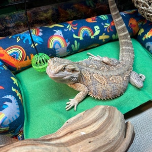 Bearded Dragon Carrier With Black Strap Variations - Etsy