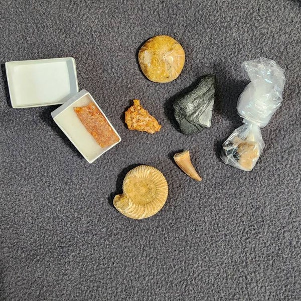 10 Fossils per Lot. Megalodon Tooth, Orthoceras, Shark Teeth, Dino ...