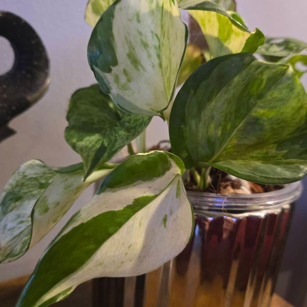 Potho Manjula High Viraigation Rare, Cuttings & Established Plants - Etsy