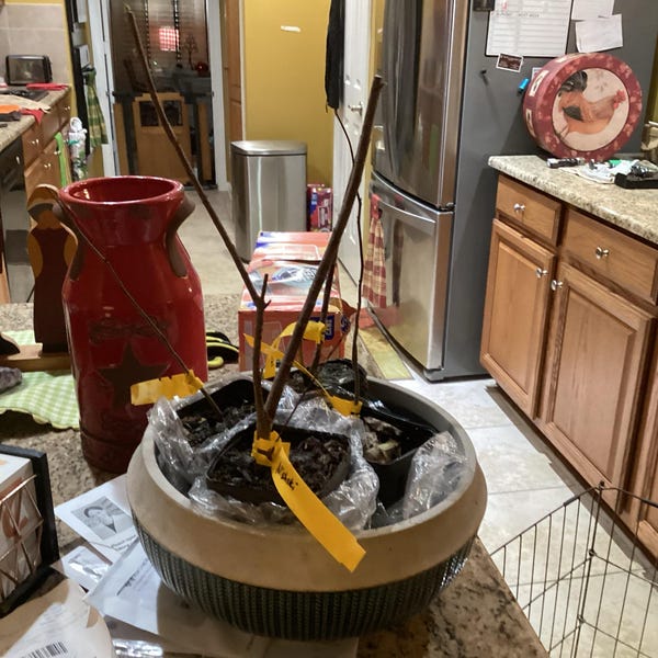 Chinese Elm Quart Container - Etsy