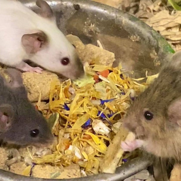 Hamster, Gerbil, Rat, and Mouse Forage Mix - Etsy