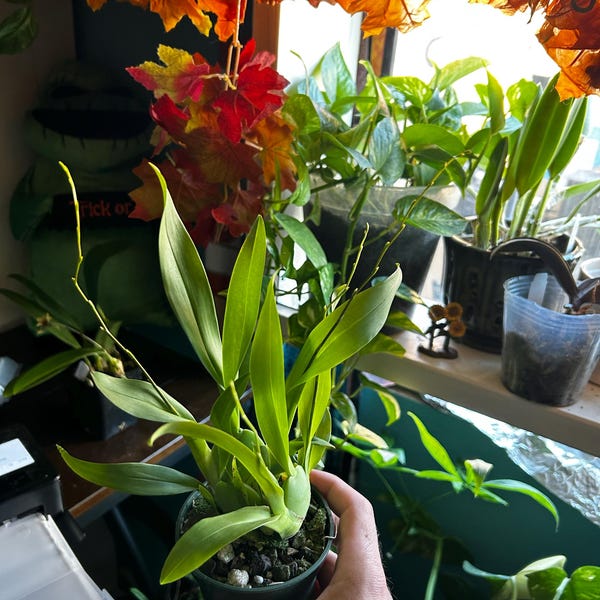 Rlc. Sung Ya Green 'mailman' 2.5 Pot - Etsy