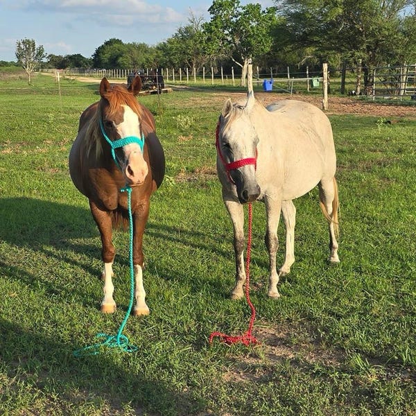 Turquoise Pink and Lime Mule Tape Horse Halter With Rope Noseband - Etsy
