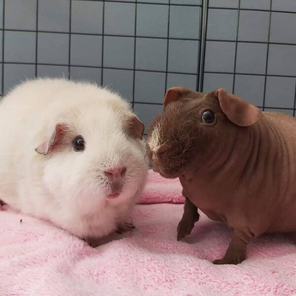 Candc /kavee Cage Size Fleece Cage Liners, Guinea Pig Fleece Cage ...