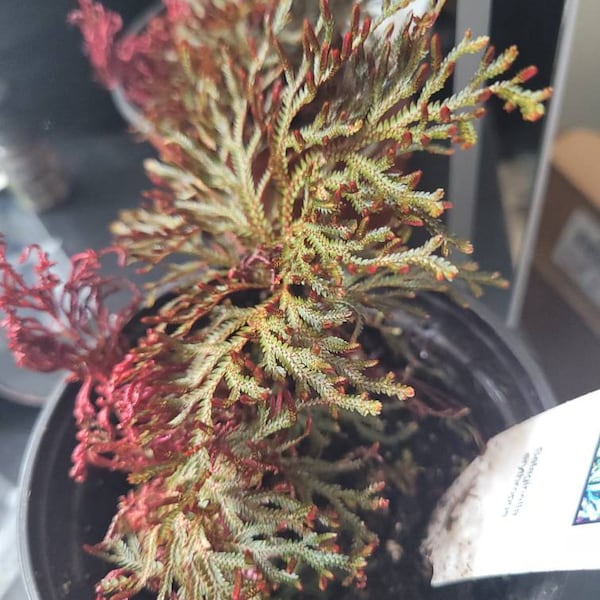 Flowerpotnursery Ruby Red Spikemoss Selaginella Erythropus Sanguinea 4 ...