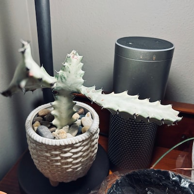 Kalanchoe Tubiflora, 4 Rooted Plants Pot, Also Known as Mother of ...