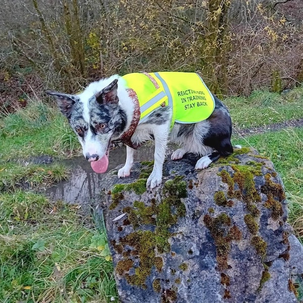 Personalised High Vis Dog Coat Custom Printed Hi Viz Pet Safety Vest ...