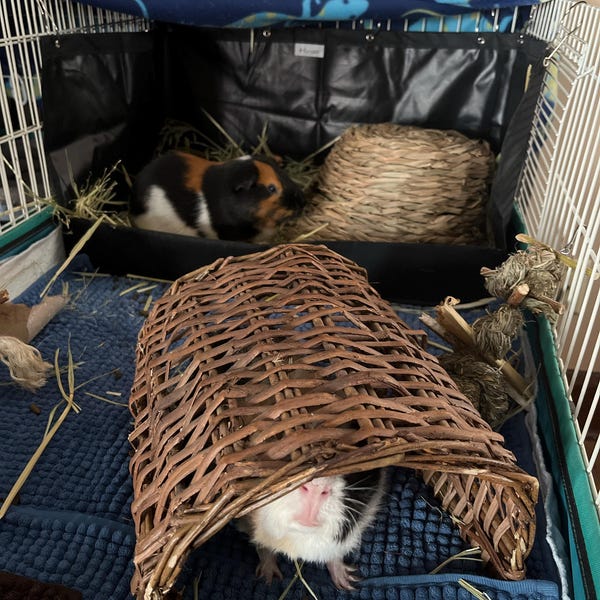 Hayzee Hay Holder: Encourages Natural Burrowing, Less Mess, Waterproof ...