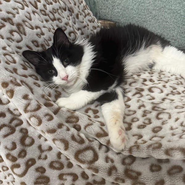 Bookworm Rat Art Print - Etsy