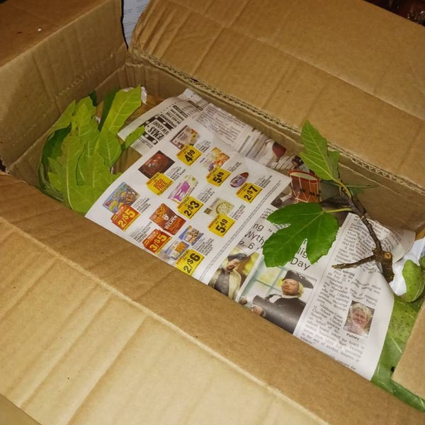 Hosta TRUE Chartreuse With White/cream Edges 'american Dream' in 4.5x5 ...