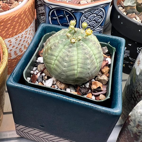 Cephalocleistocactus Ritteri Cactus Seeds - Etsy