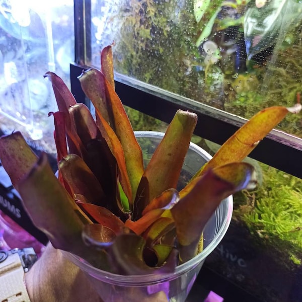 Neoregelia Fireball - Etsy