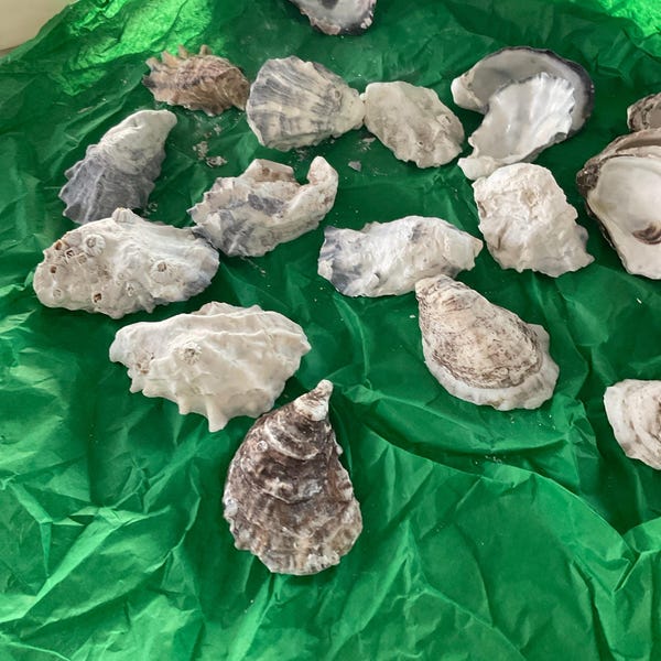 Bleached Oyster Shells for Crafts: Coastal Decor, Mixed Sizes - Etsy