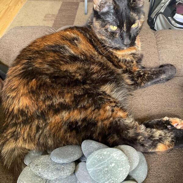 HUGE 10 Flat Rocks, 6 Inchs to 7 Inches Flat Medium Rocks, Cairn Stones ...