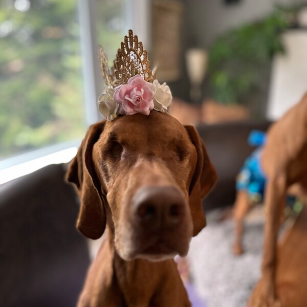 Princess Pet Birthday Crown Gold Lace Crown for Dogs and Cats Adeline ...