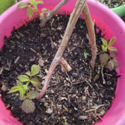 3 Raspberry Plants royalty Purplelarge, High-quality Fruit 3 Large 1 ...