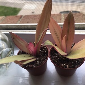 Rhoeo 'sitara's Gold' tradescantia Spathacea - Etsy Canada