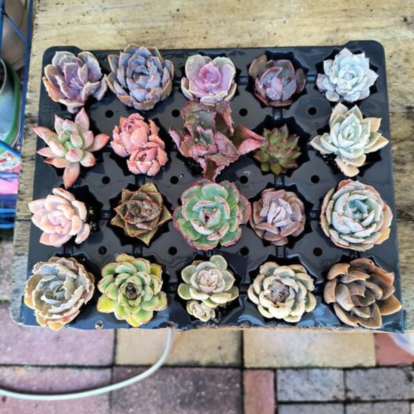 Assorted Succulent Plug Mix | Live Rooted Succulent Plants - Etsy