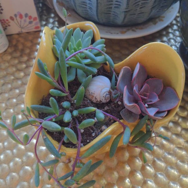 String of Little Pickles, Othonna Capensis ‘ruby Necklace’ in 2 Inches ...