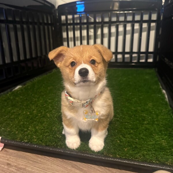 Honey Bee Dog Tag, Pet Name Tag, Dog Tag Custom, Honeycomb Pet ID ...