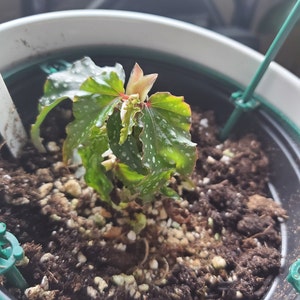 Angelwing Begonia 'medora' - Etsy